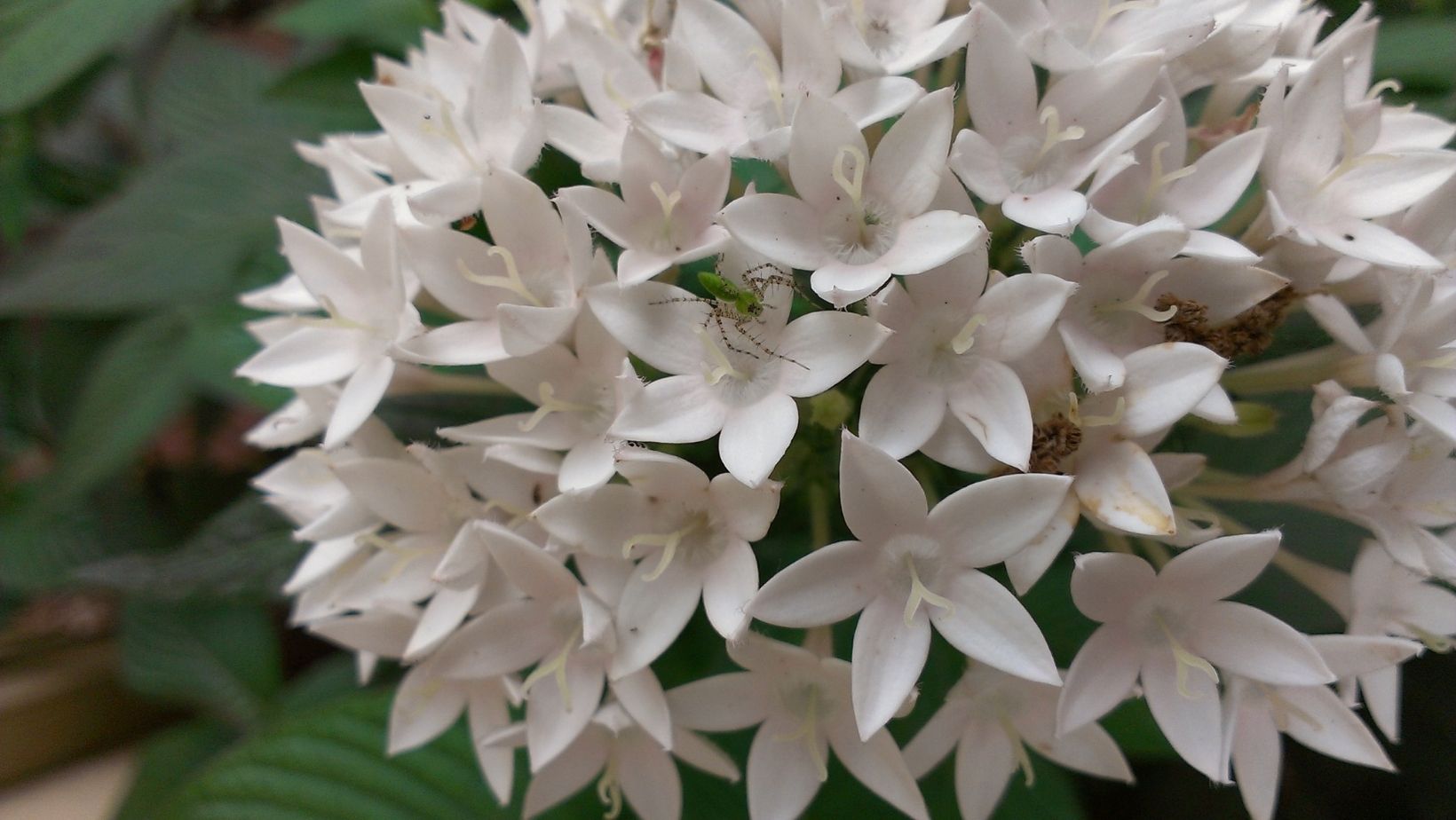 Pentas, an impressive plant with star flowers for your yard, pot and ...