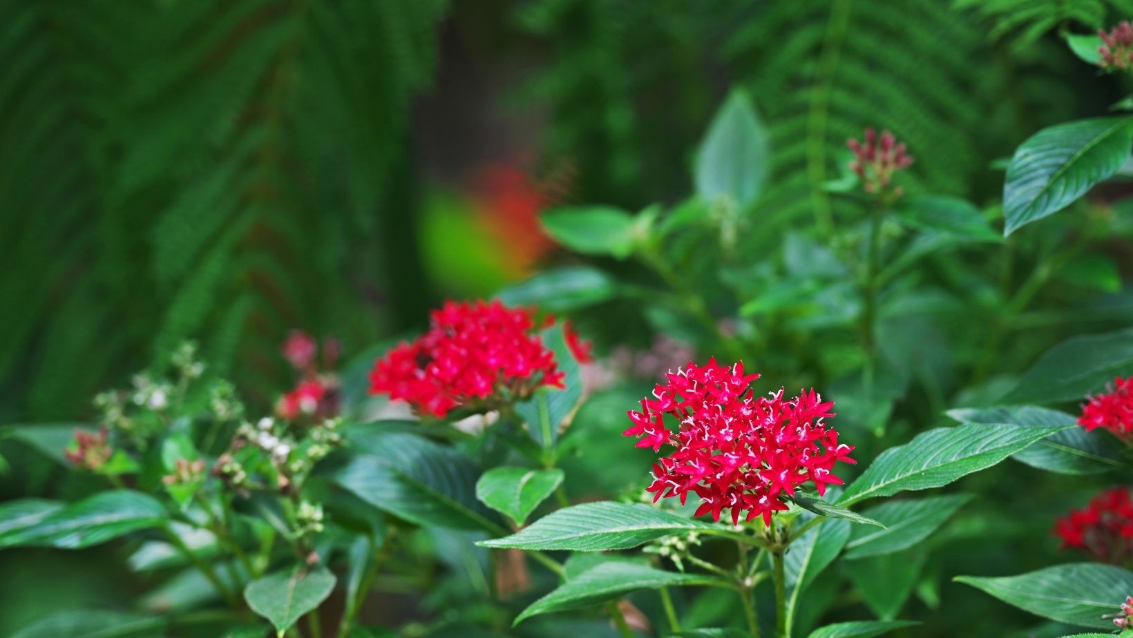 Pentas, an impressive plant with star flowers for your yard, pot and ...