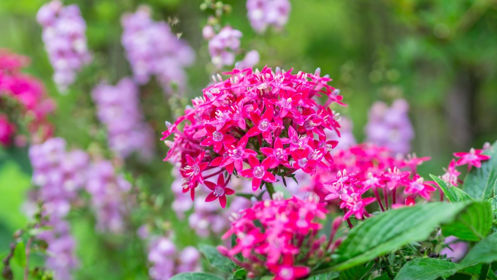 Pentas, an impressive plant with star flowers for your yard, pot and ...