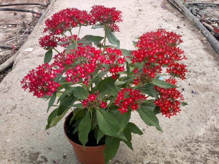 Pentas, an impressive plant with star flowers for your yard, pot and ...