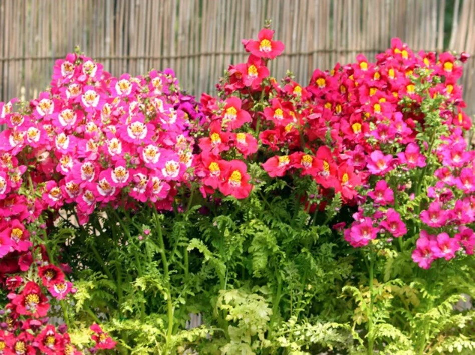 Schizanthus, the butterfly like flower in your pot and garden | My ...
