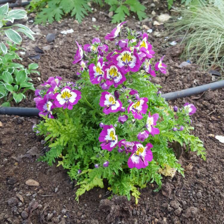 Schizanthus, the butterfly like flower in your pot and garden | My ...