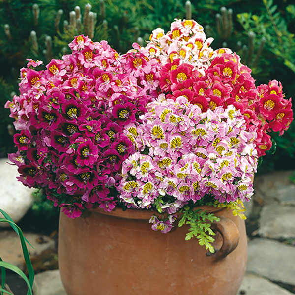 Schizanthus, the butterfly like flower in your pot and garden | My ...