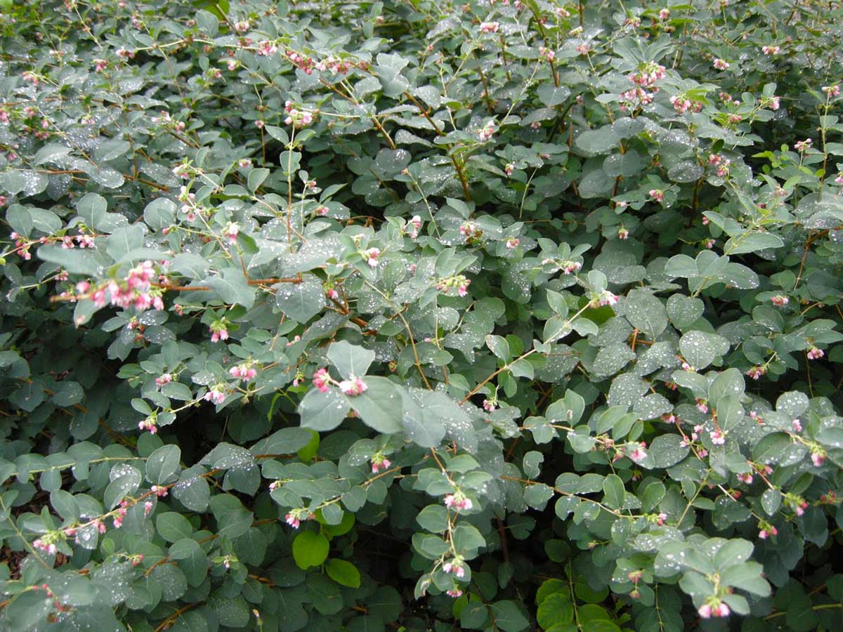 Symphoricarpos or Pearl snowberry - A rounded and bushy shrub with ...