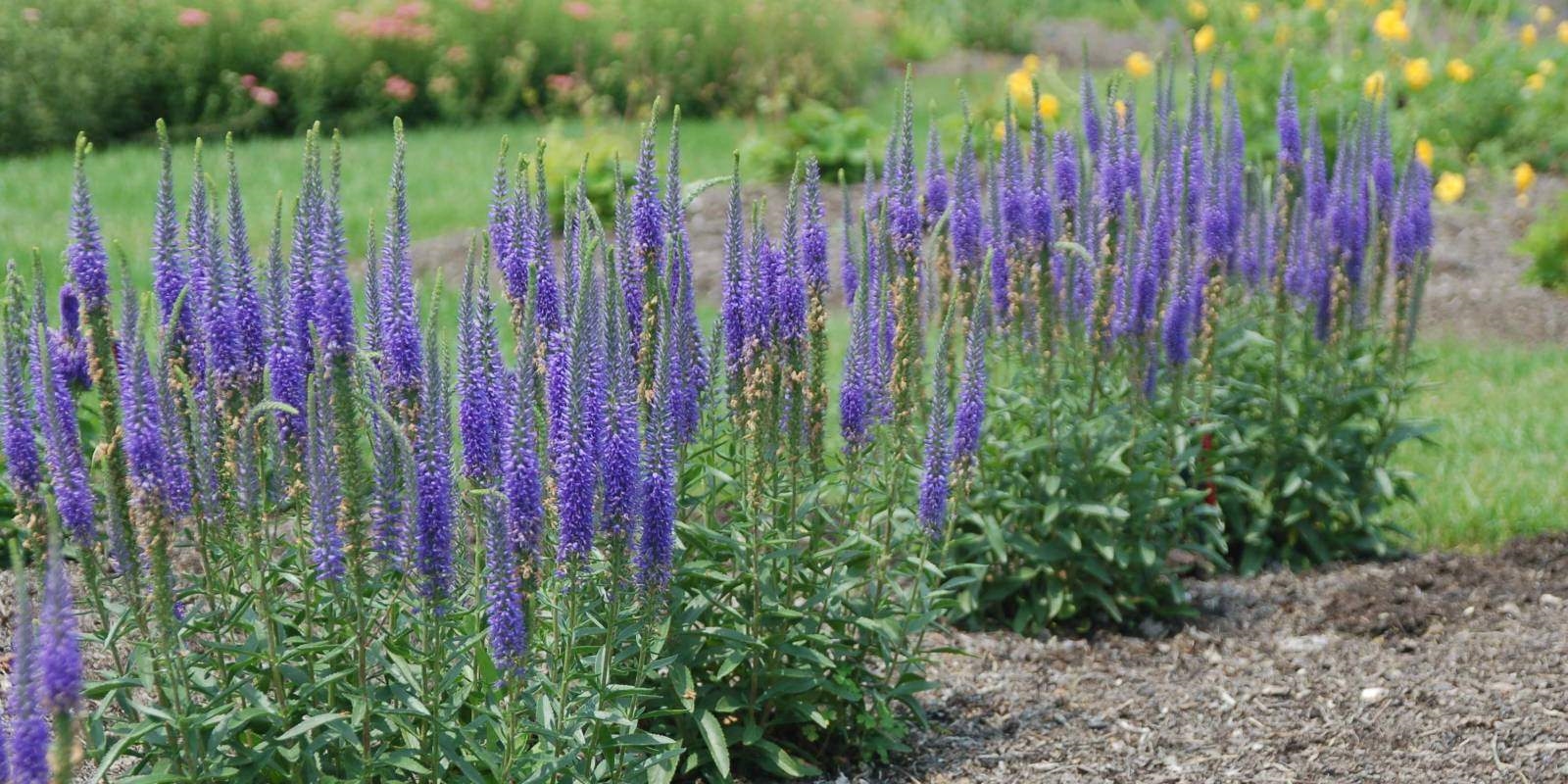 Gardening secrets: How to Grow Veronica Plants in your garden | My ...