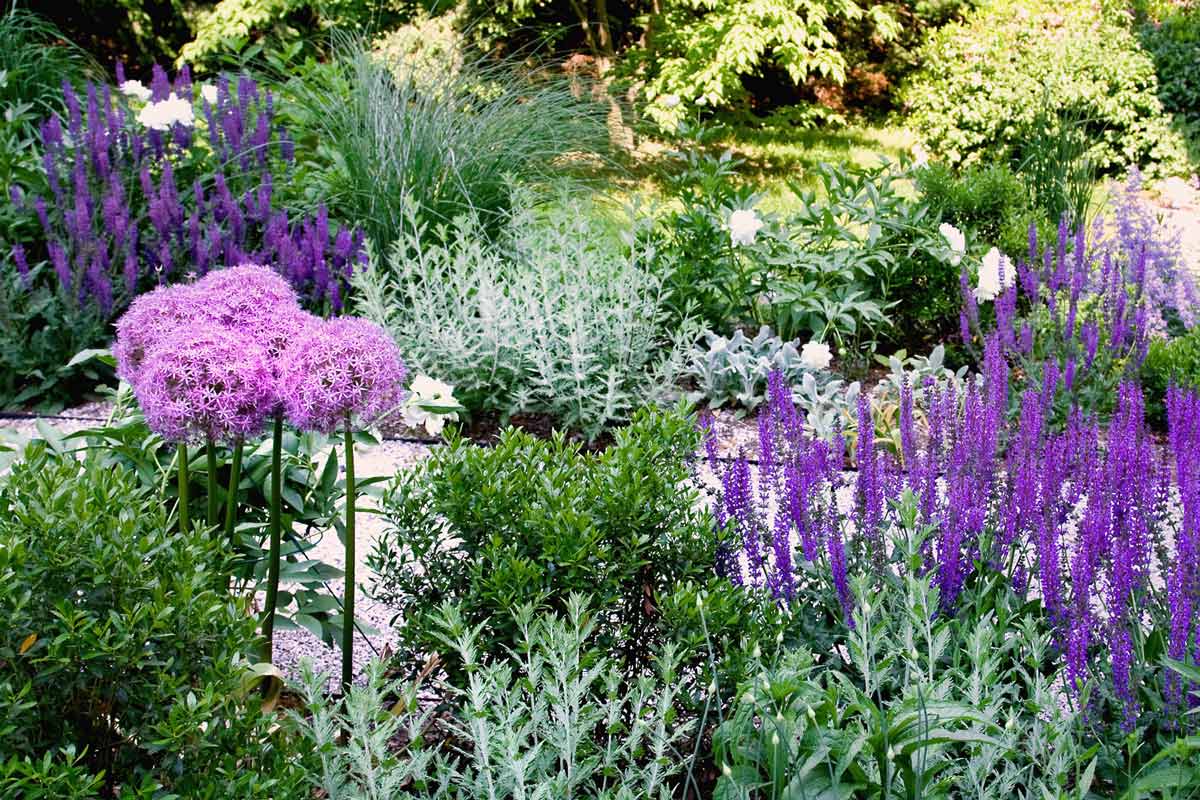Gardening secrets: How to Grow Veronica Plants in your garden | My ...
