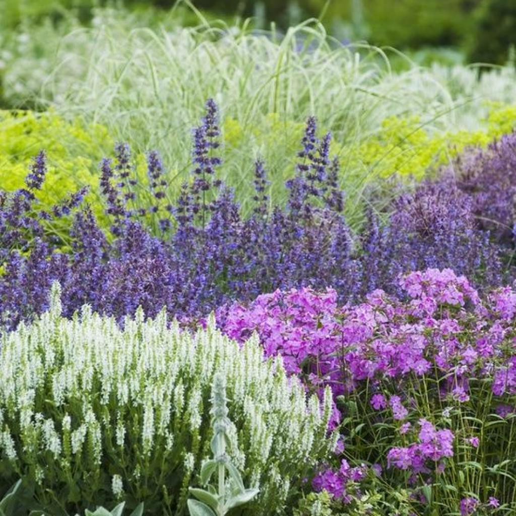 Gardening secrets: How to Grow Veronica Plants in your garden | My ...