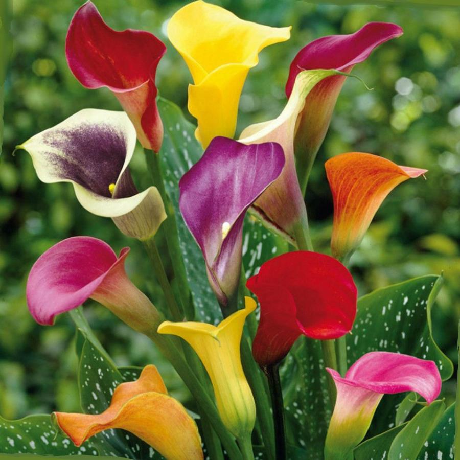 How to grow amazing, colorful calla bulbs in your pot and garden | My ...