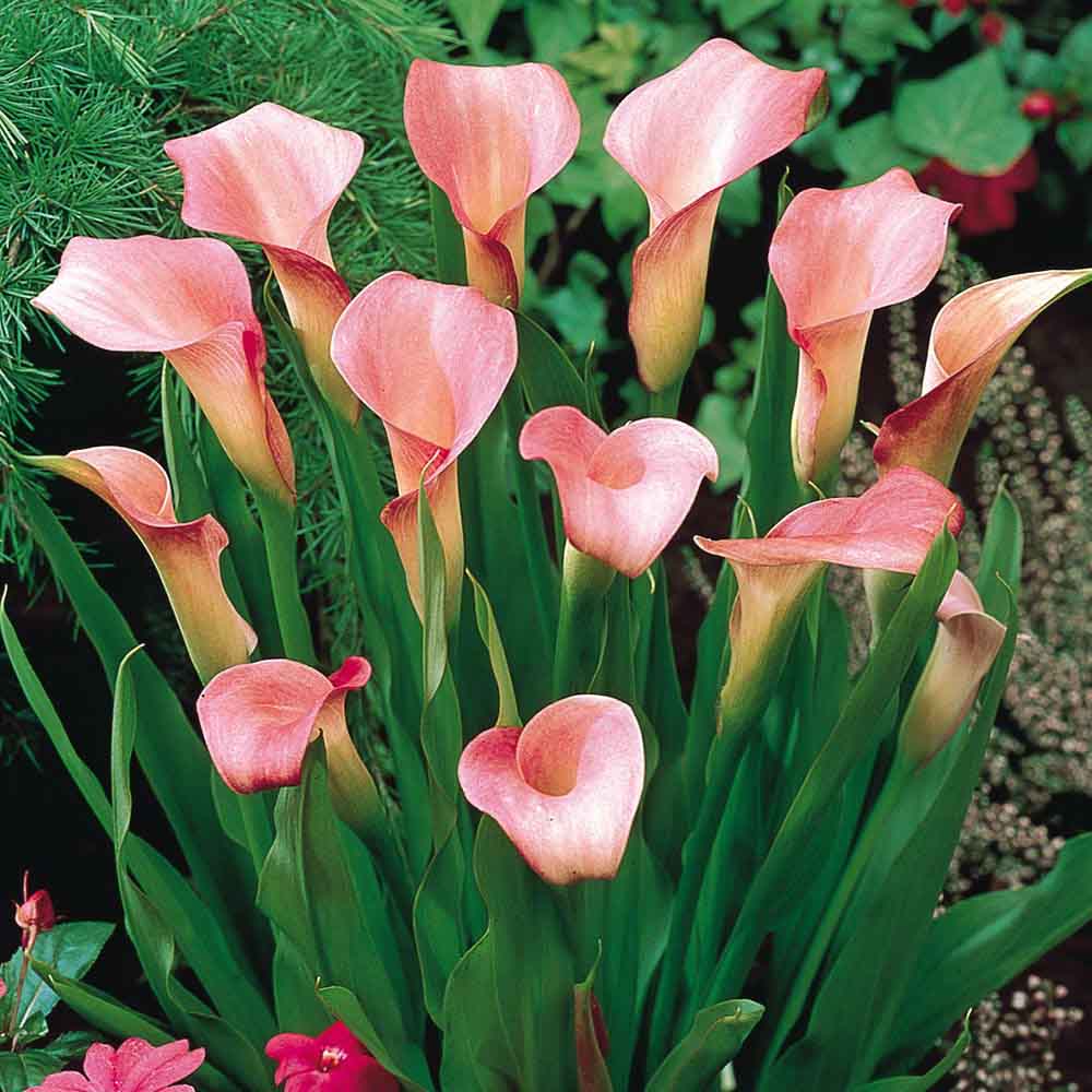 How to grow amazing, colorful calla bulbs in your pot and garden | My ...