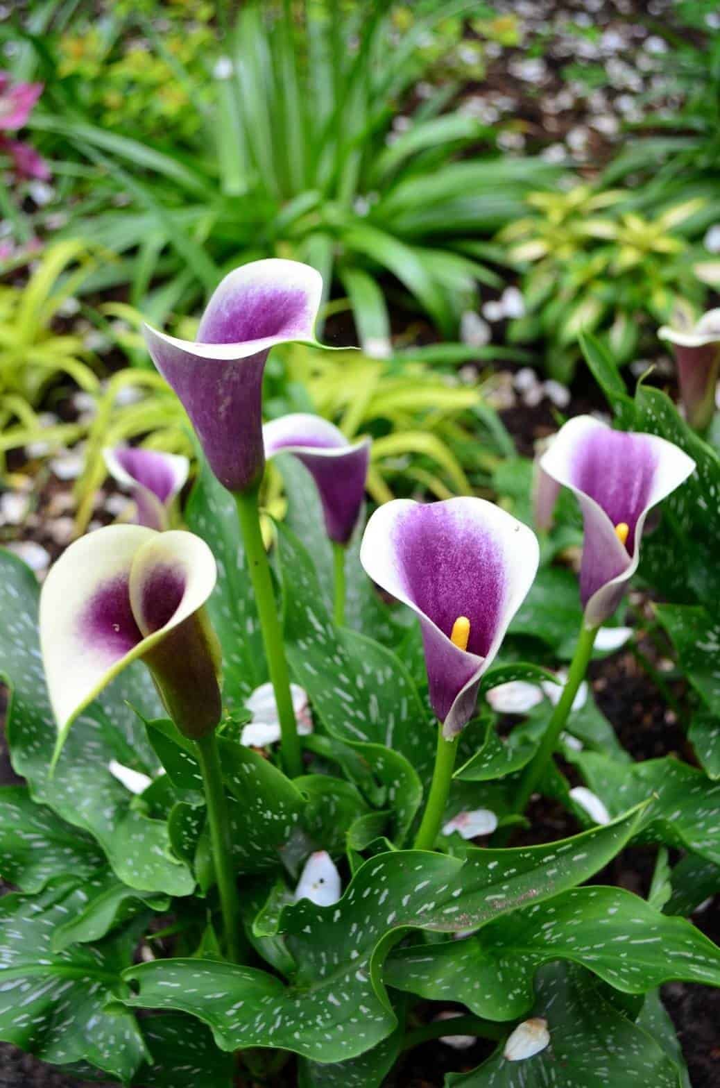 How to grow amazing, colorful calla bulbs in your pot and garden | My ...