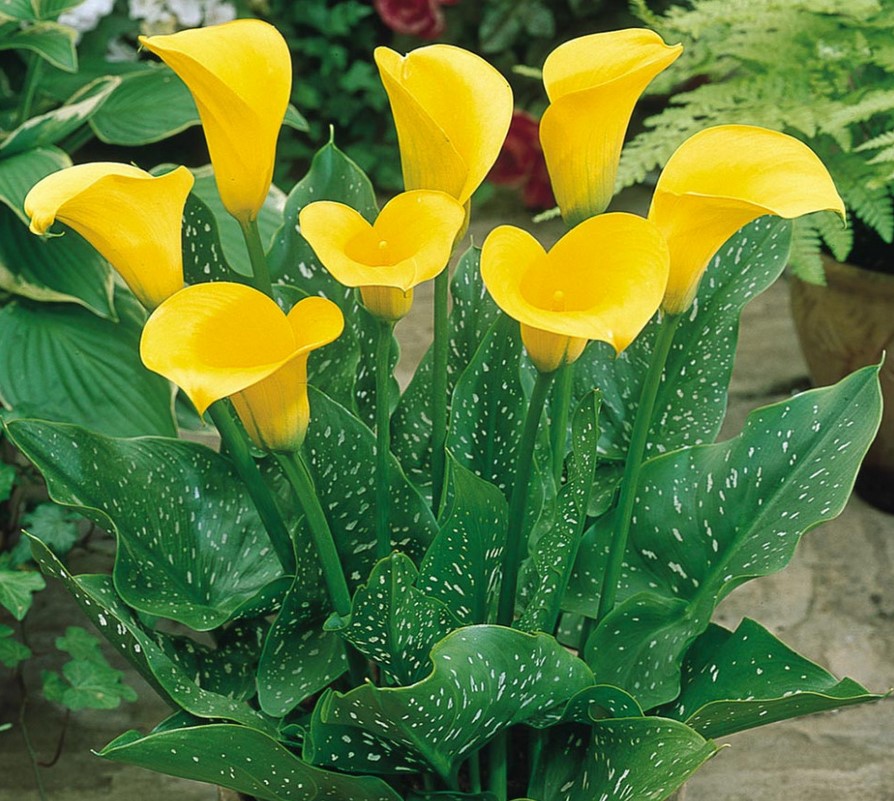 How to grow amazing, colorful calla bulbs in your pot and garden | My ...