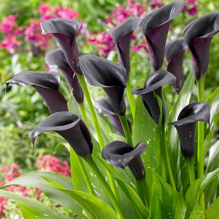 How to grow amazing, colorful calla bulbs in your pot and garden | My ...