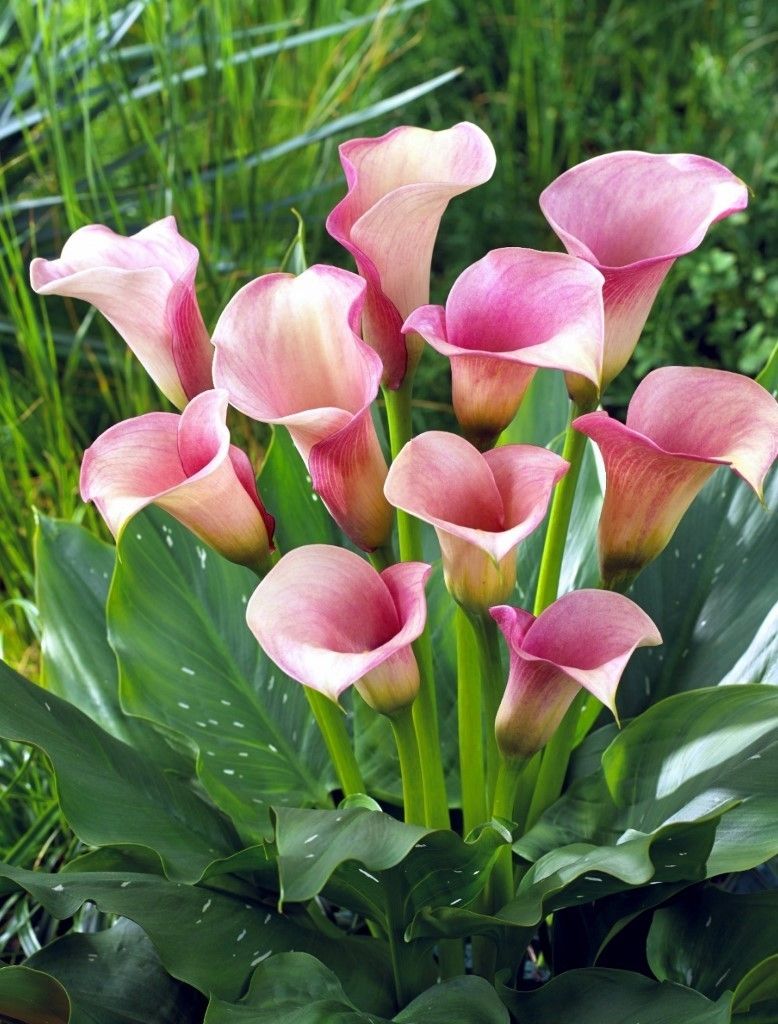 How to grow amazing, colorful calla bulbs in your pot and garden | My ...