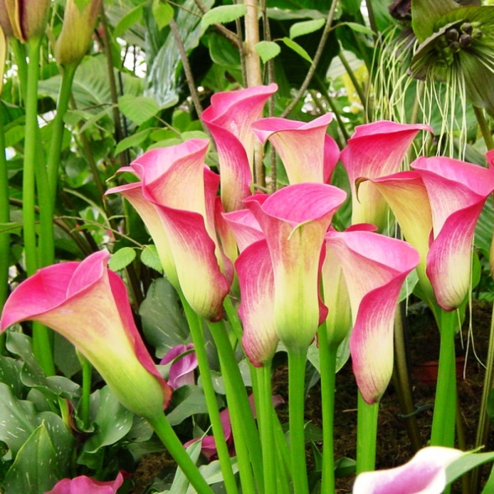 How to grow amazing, colorful calla bulbs in your pot and garden | My ...