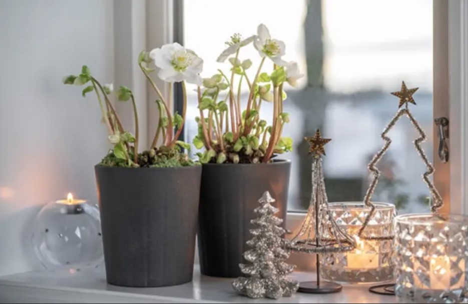 Christmas decorations with Christmas roses: Magical DIY ideas for the ...