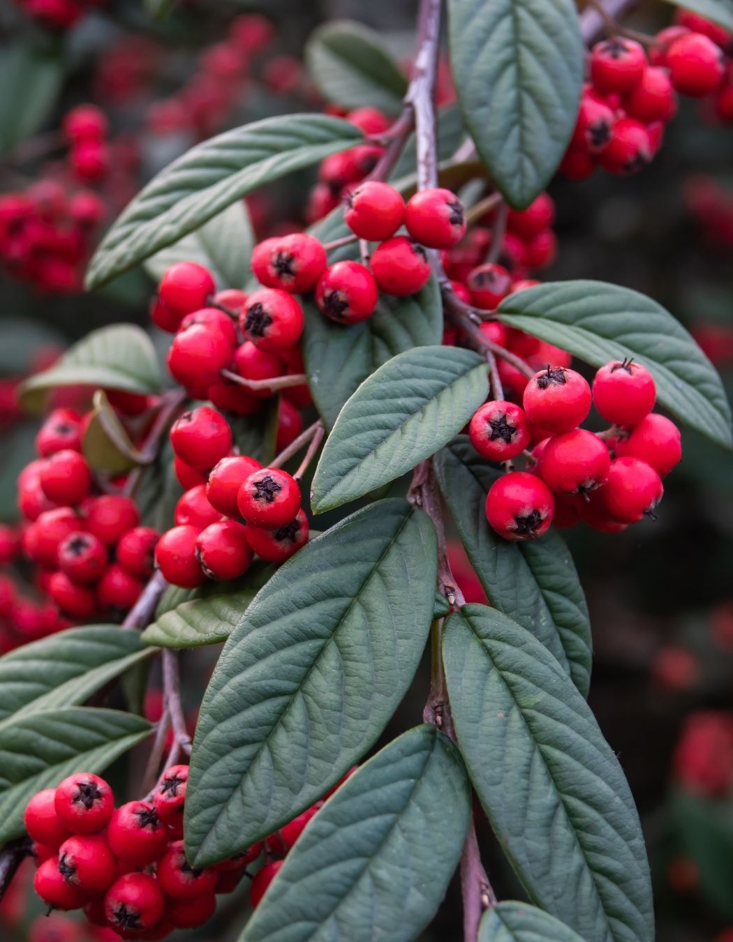 Cotoneaster an ornamental shrub with red fruits for your garden | My ...