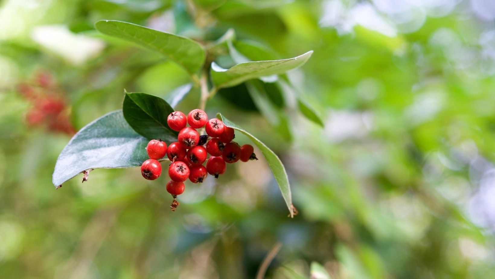 Cotoneaster an ornamental shrub with red fruits for your garden | My ...