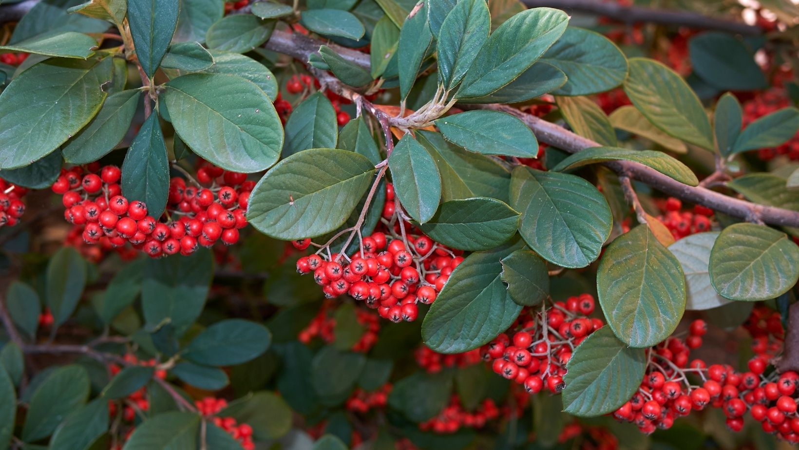 Cotoneaster an ornamental shrub with red fruits for your garden | My ...