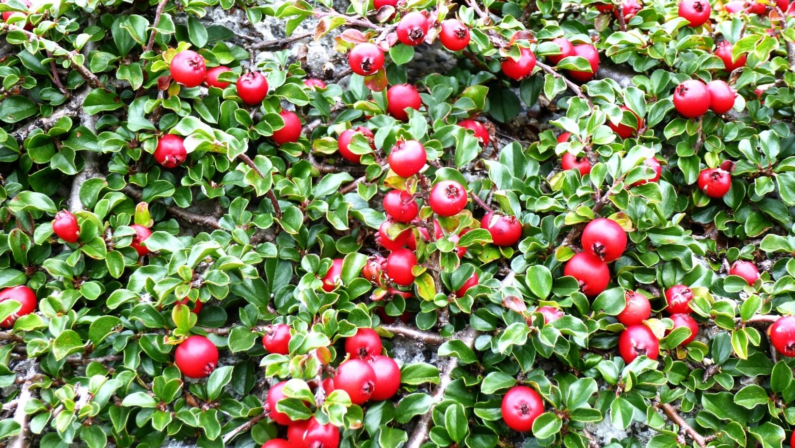 Cotoneaster an ornamental shrub with red fruits for your garden | My ...