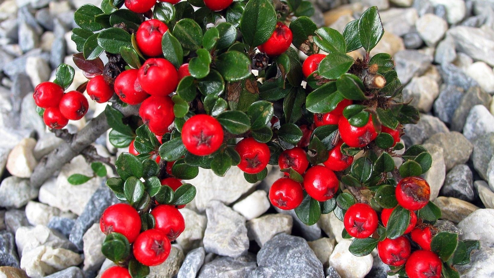 Cotoneaster an ornamental shrub with red fruits for your garden | My ...