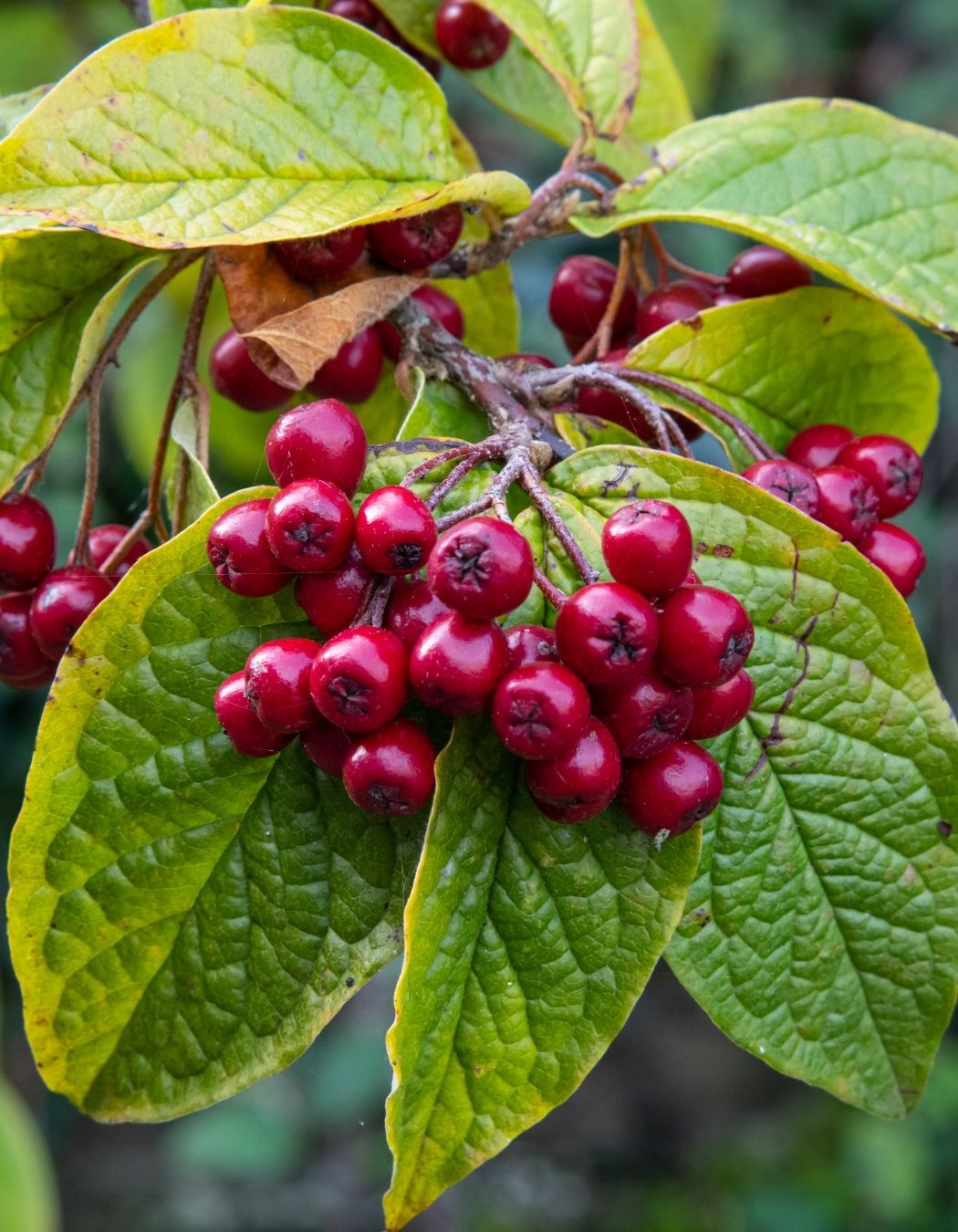 Cotoneaster an ornamental shrub with red fruits for your garden | My ...