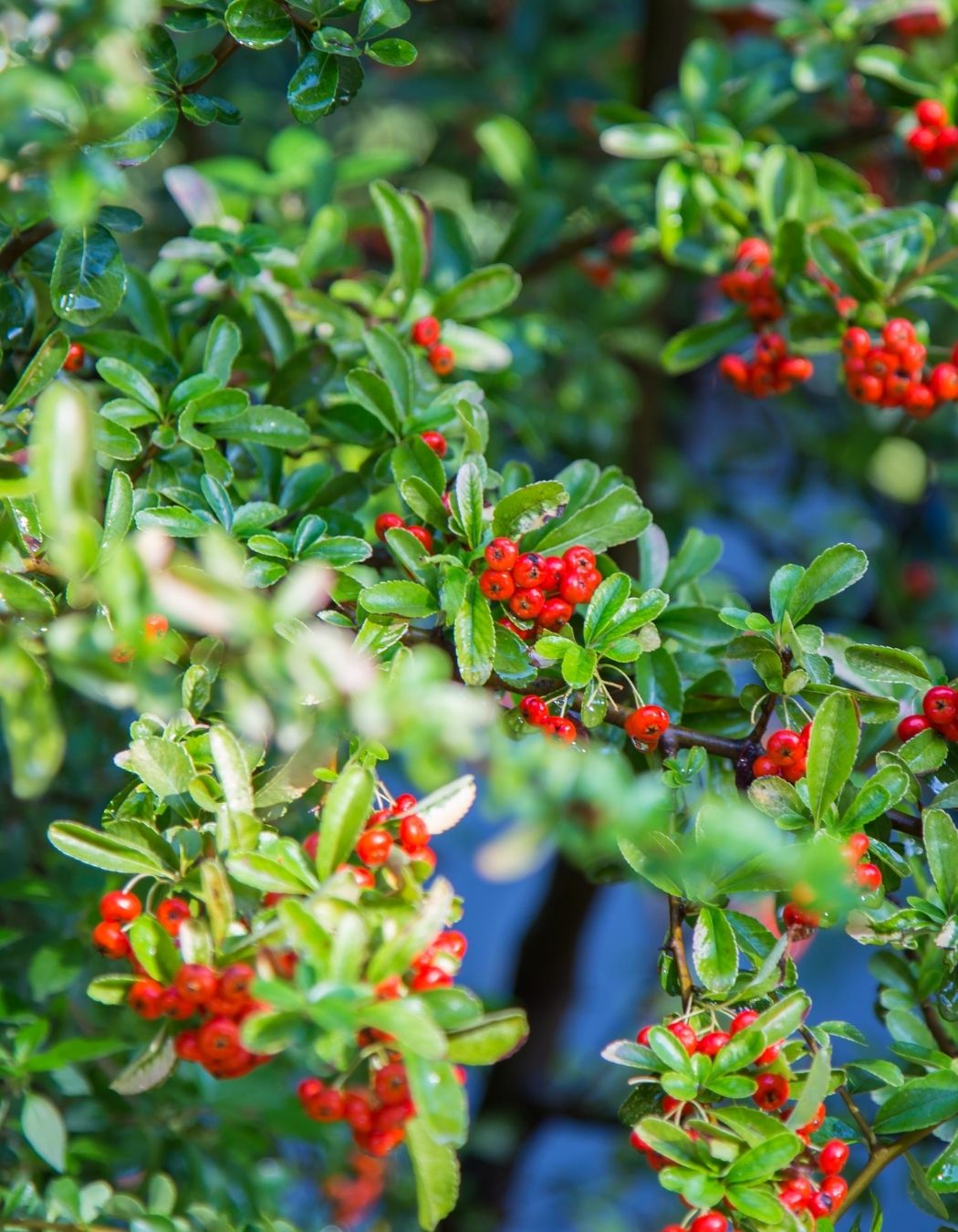 Cotoneaster an ornamental shrub with red fruits for your garden | My ...