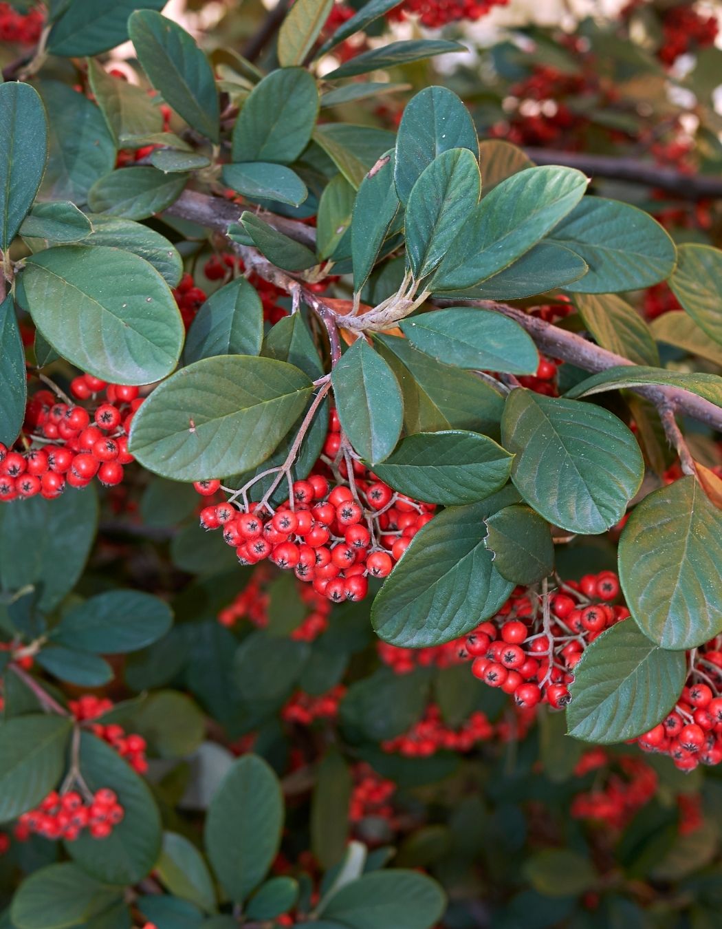 Cotoneaster an ornamental shrub with red fruits for your garden | My ...