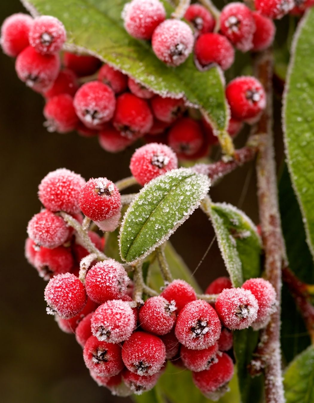 Cotoneaster an ornamental shrub with red fruits for your garden | My ...