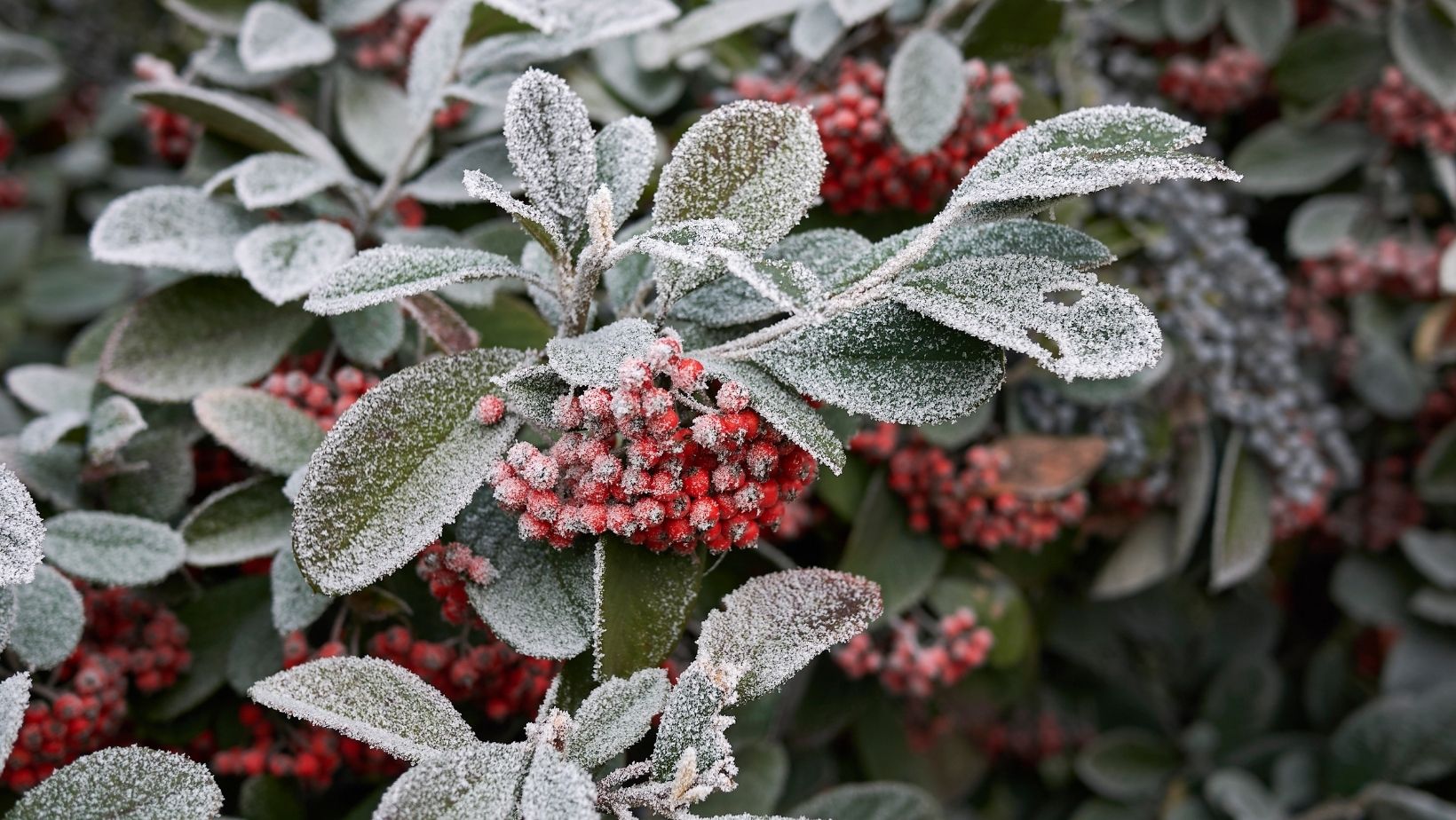 Cotoneaster an ornamental shrub with red fruits for your garden | My ...