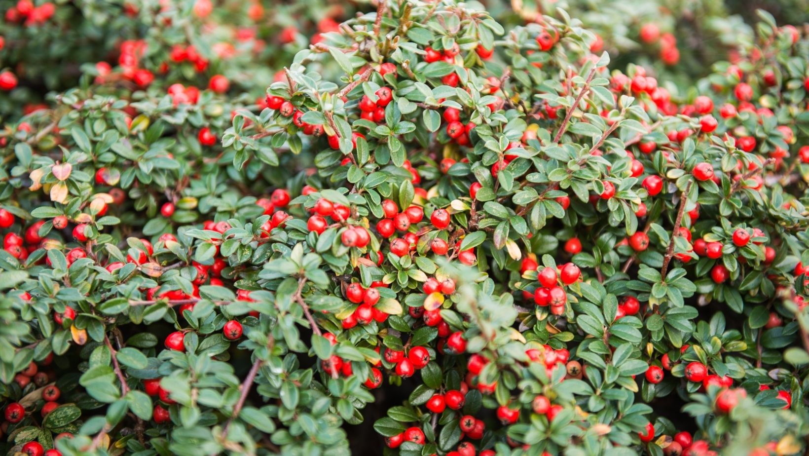 Cotoneaster an ornamental shrub with red fruits for your garden | My ...