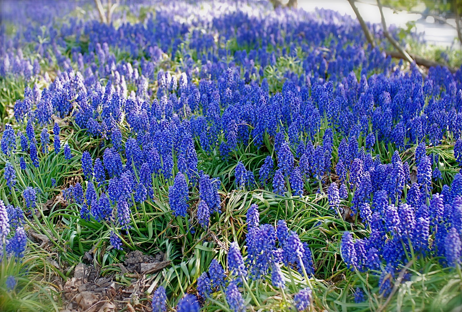 Muscari Mountain Lady: A fragrant plant for your containers and garden ...