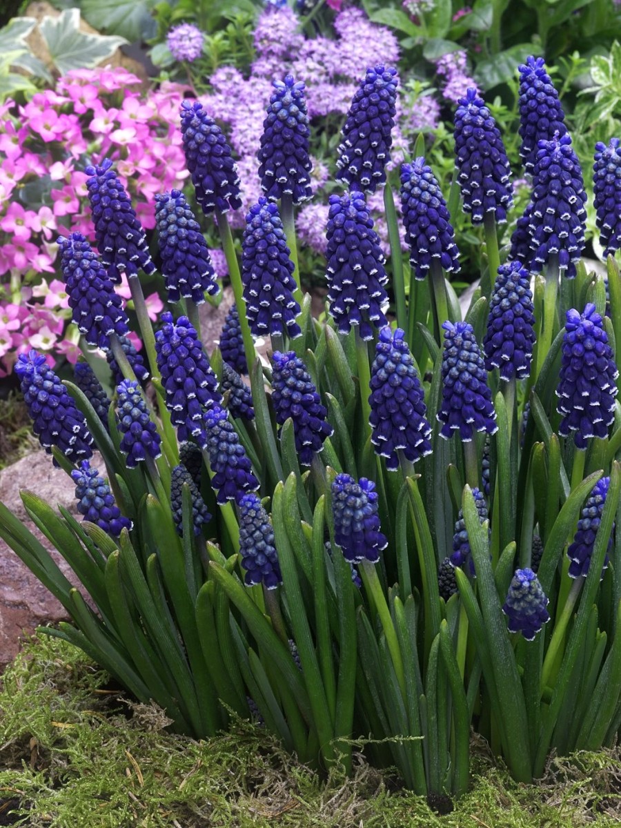 Muscari Mountain Lady: A fragrant plant for your containers and garden ...