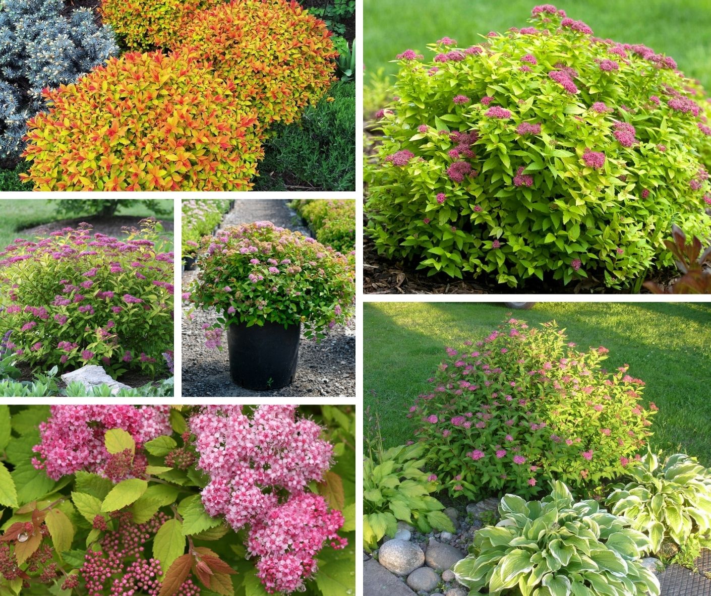 Spirea Goldmound: A beautiful shrub with characteristically golden ...