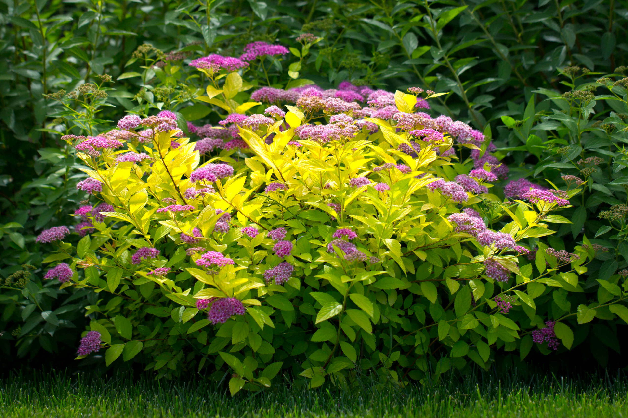 Spirea Goldmound: A beautiful shrub with characteristically golden ...