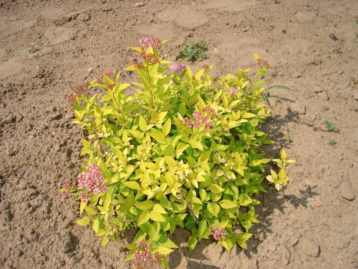 Spirea Goldmound: A beautiful shrub with characteristically golden ...