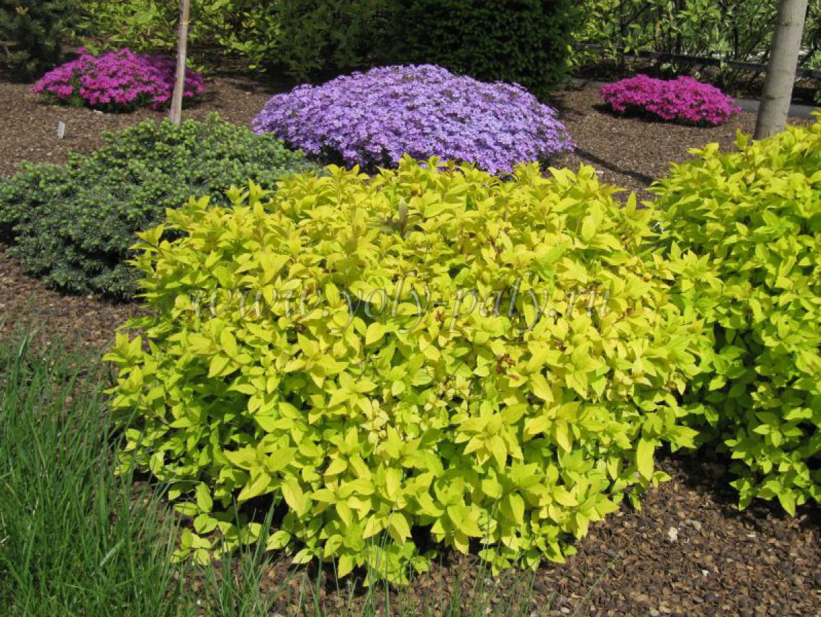Spirea Goldmound: A beautiful shrub with characteristically golden ...