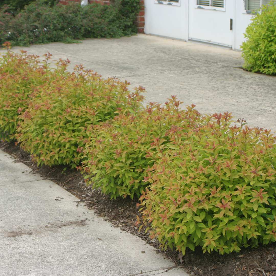 Spirea Goldmound: A beautiful shrub with characteristically golden ...