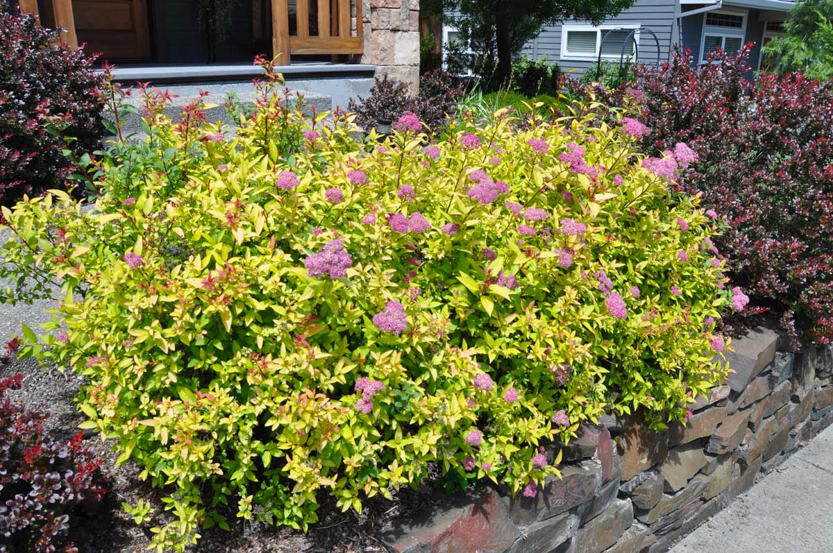 Spirea Goldmound: A beautiful shrub with characteristically golden ...