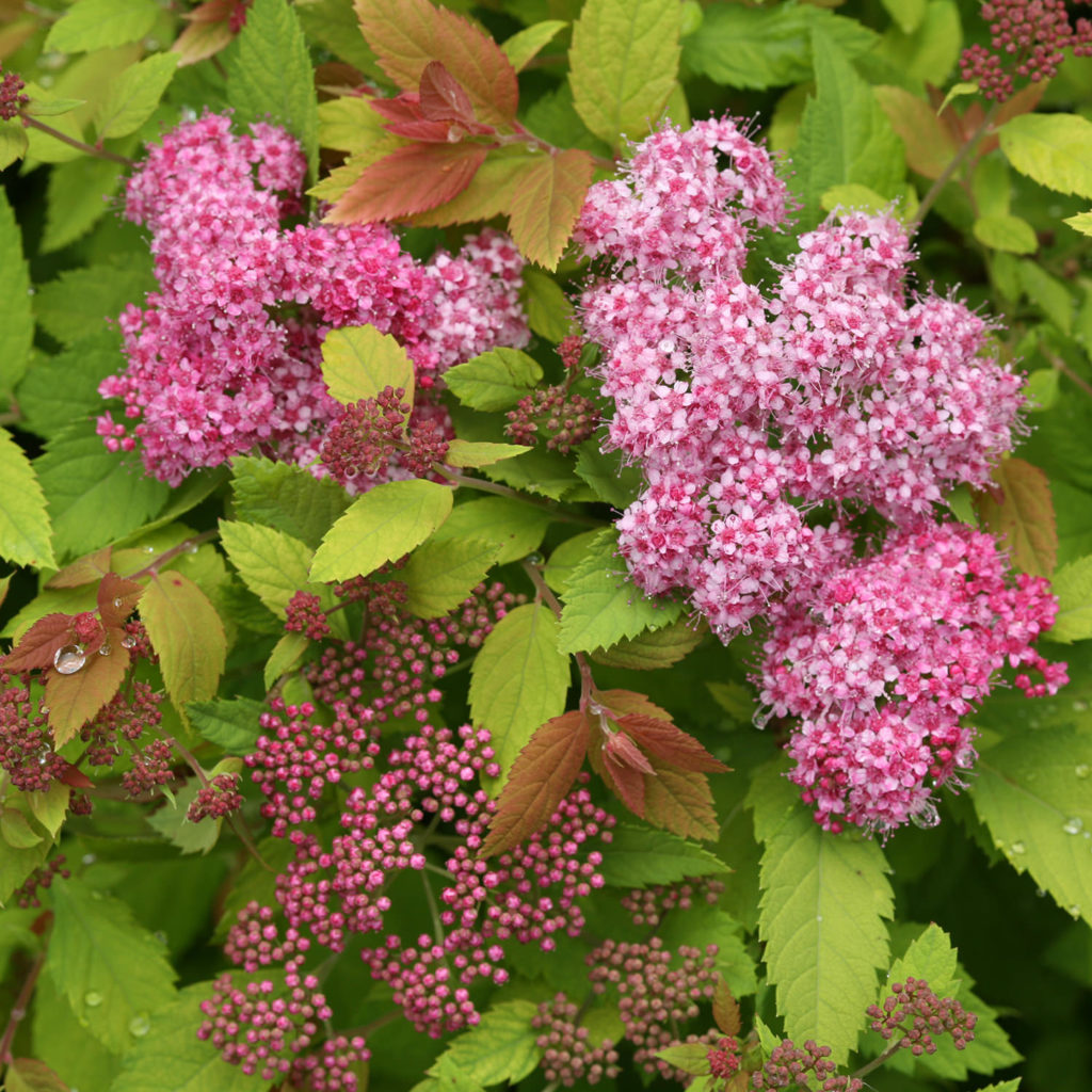 Spirea Goldmound: A beautiful shrub with characteristically golden ...