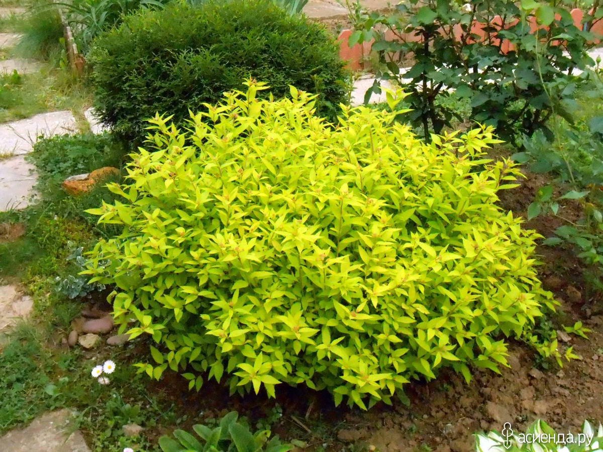 Spirea Goldmound: A beautiful shrub with characteristically golden ...