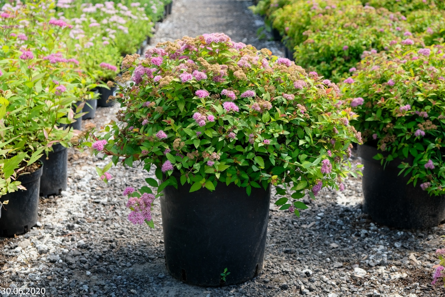 Spirea Goldmound: A beautiful shrub with characteristically golden ...