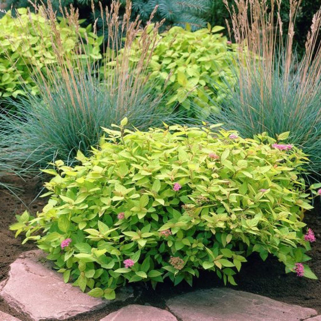 Spirea Goldmound: A beautiful shrub with characteristically golden ...