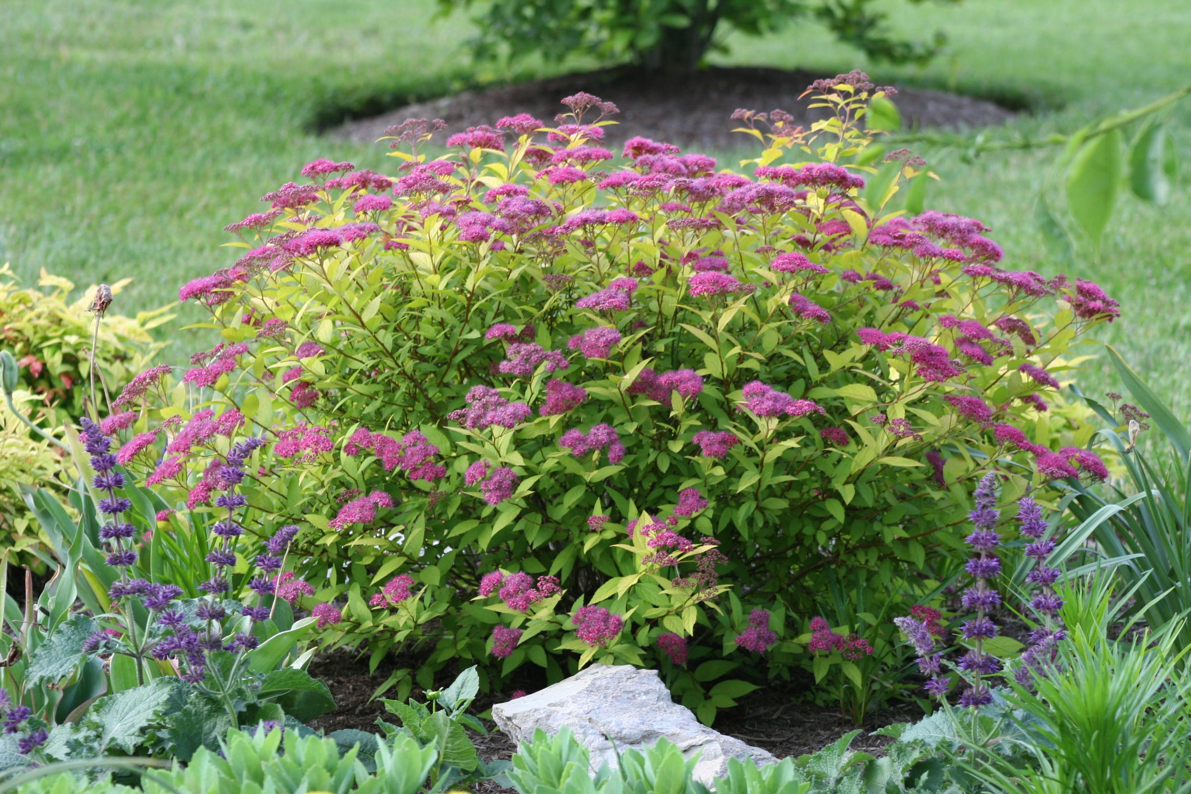 Spirea Goldmound: A beautiful shrub with characteristically golden ...