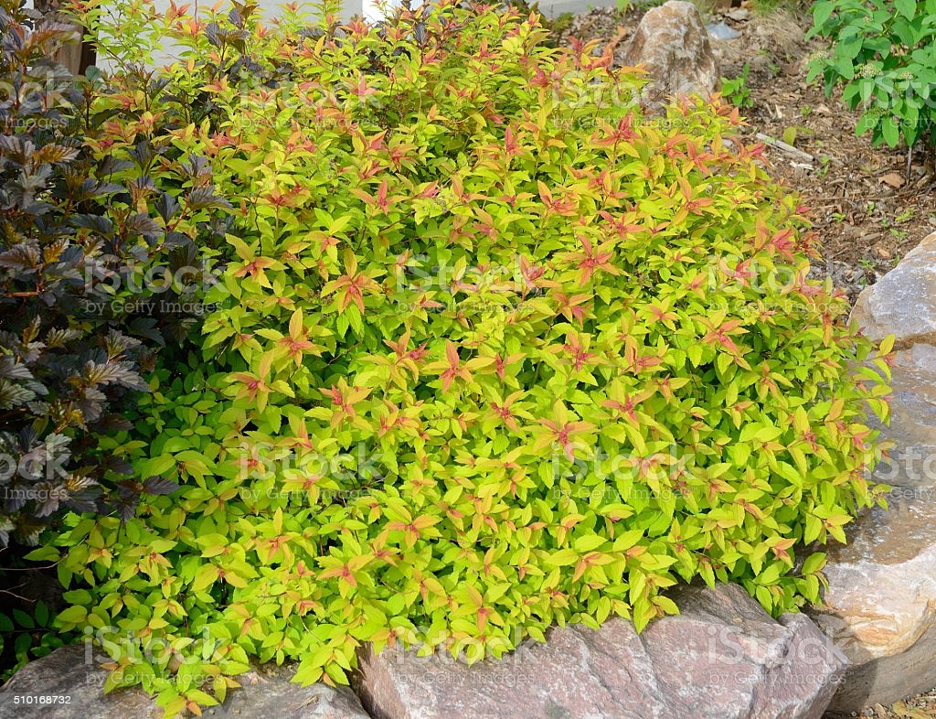Spirea Goldmound: A beautiful shrub with characteristically golden ...