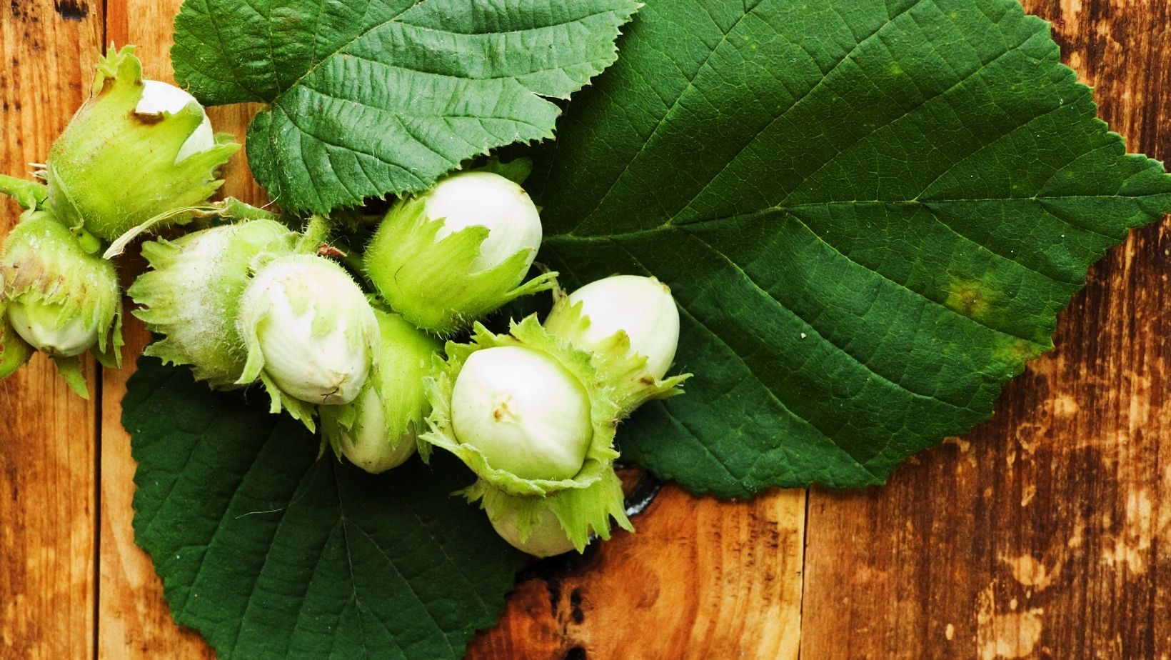11 secrets for growing hazelnuts in your garden | My desired home