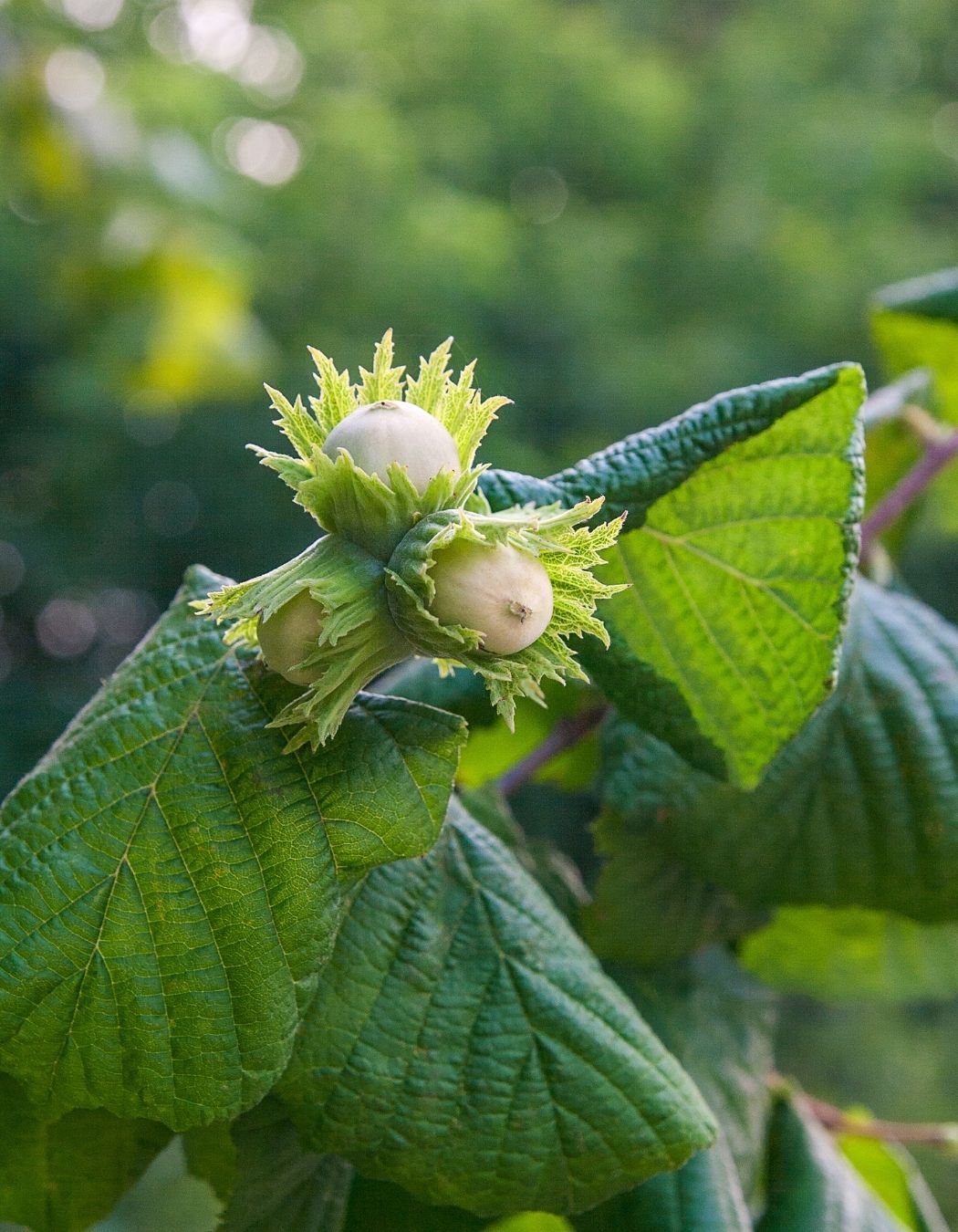 11 secrets for growing hazelnuts in your garden | My desired home