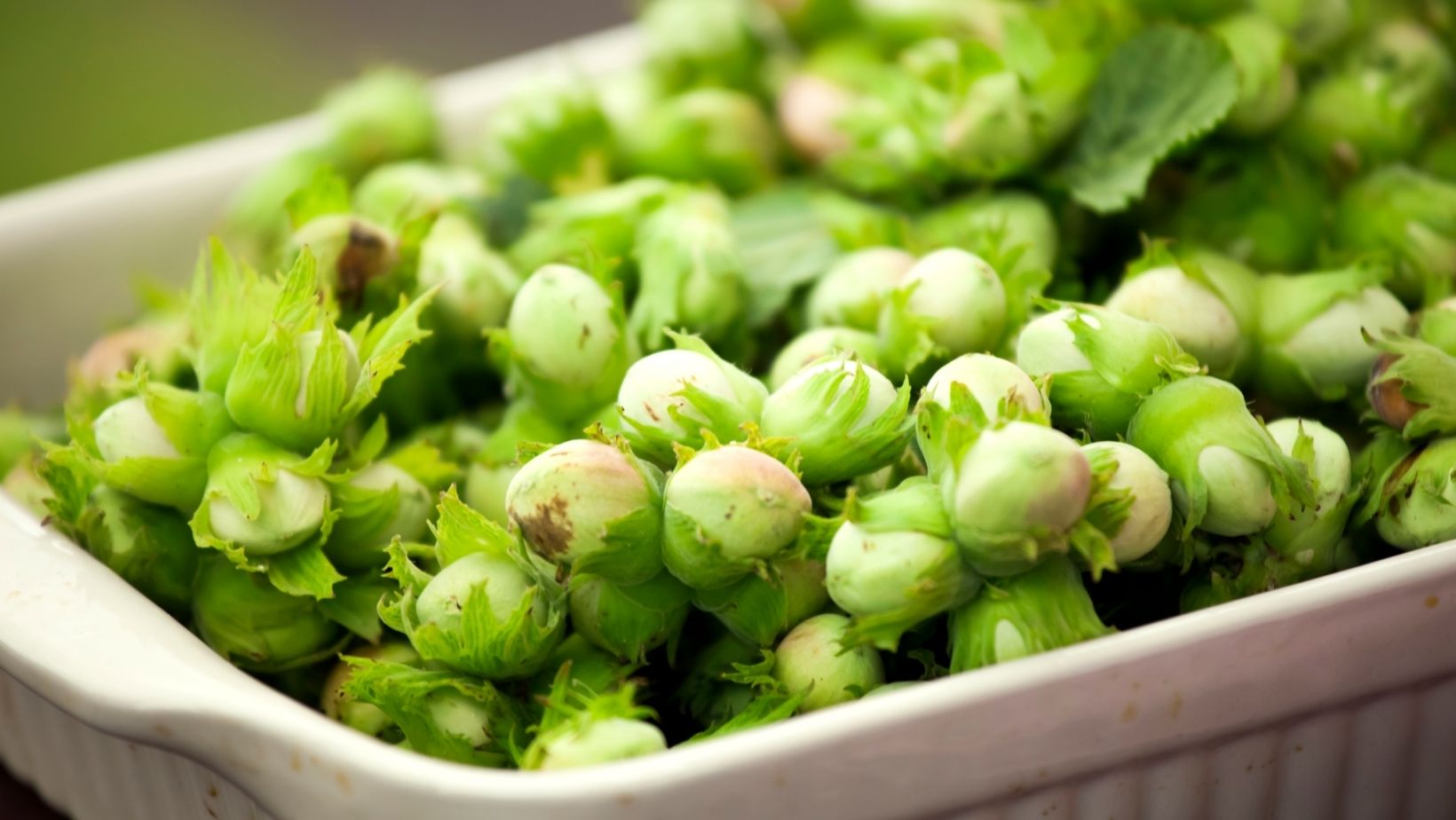 11 secrets for growing hazelnuts in your garden | My desired home