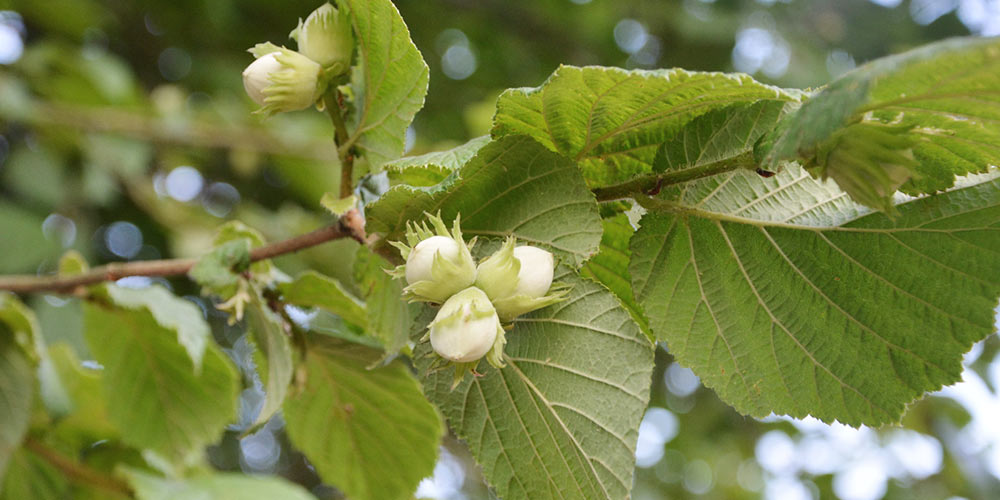 11 secrets for growing hazelnuts in your garden | My desired home