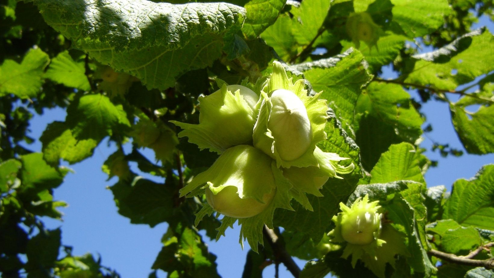 11 secrets for growing hazelnuts in your garden | My desired home