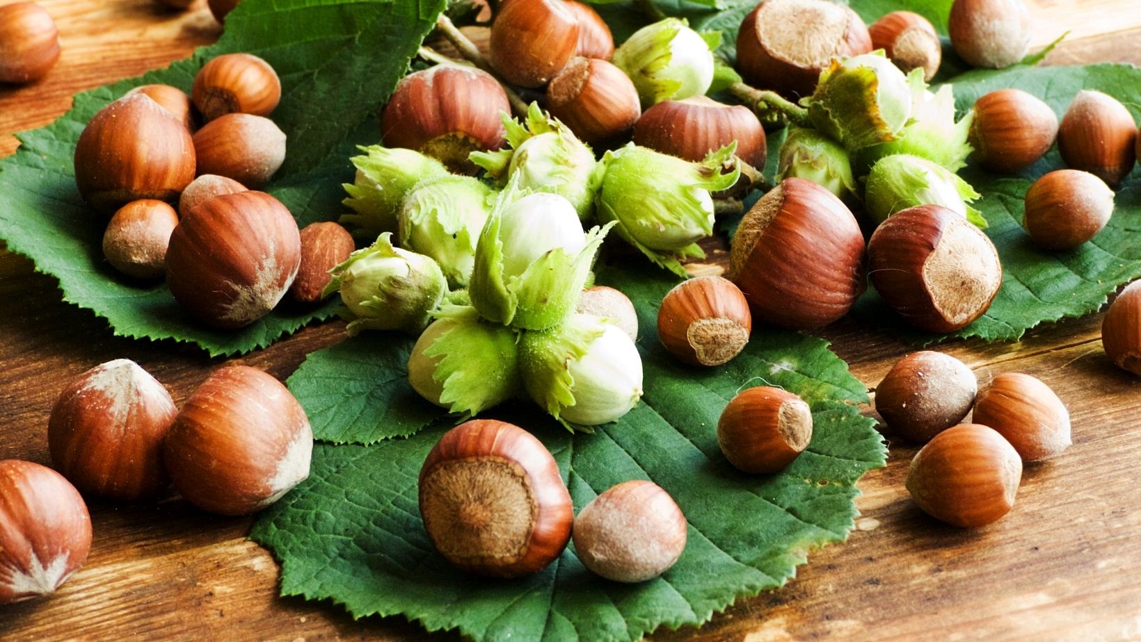 11 secrets for growing hazelnuts in your garden | My desired home